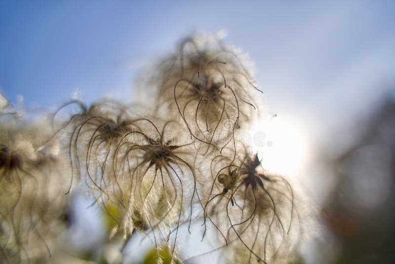 Fluffy buds on a bush stock image. Image of april, branch - 165291503