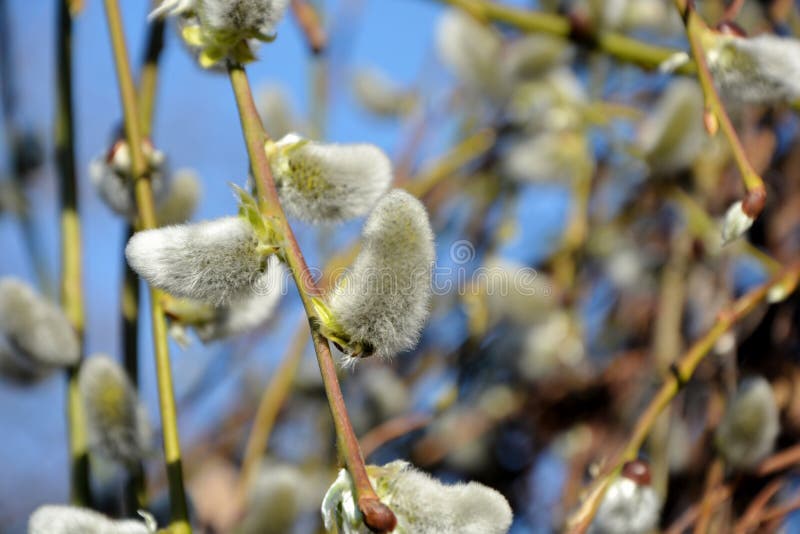 Fluffy Buds on the Willow Tree in Spring Close- Up. Stock Image - Image ...