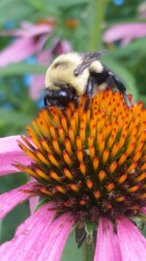Fluffy Bumble Bee Enjoying a Purple Cone Flower Stock Image - Image of ...
