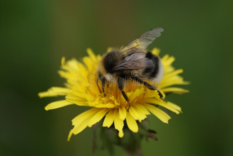 Fluffy Bumble Bee On Yellow Dandelion Picture. Image: 14970895