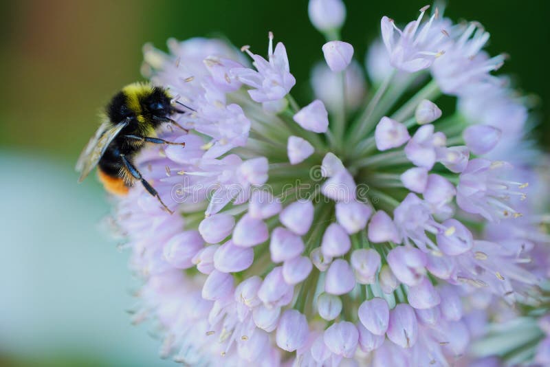 Fluffy Bumblebee on the Flower Collecting Pollen Stock Image - Image of ...