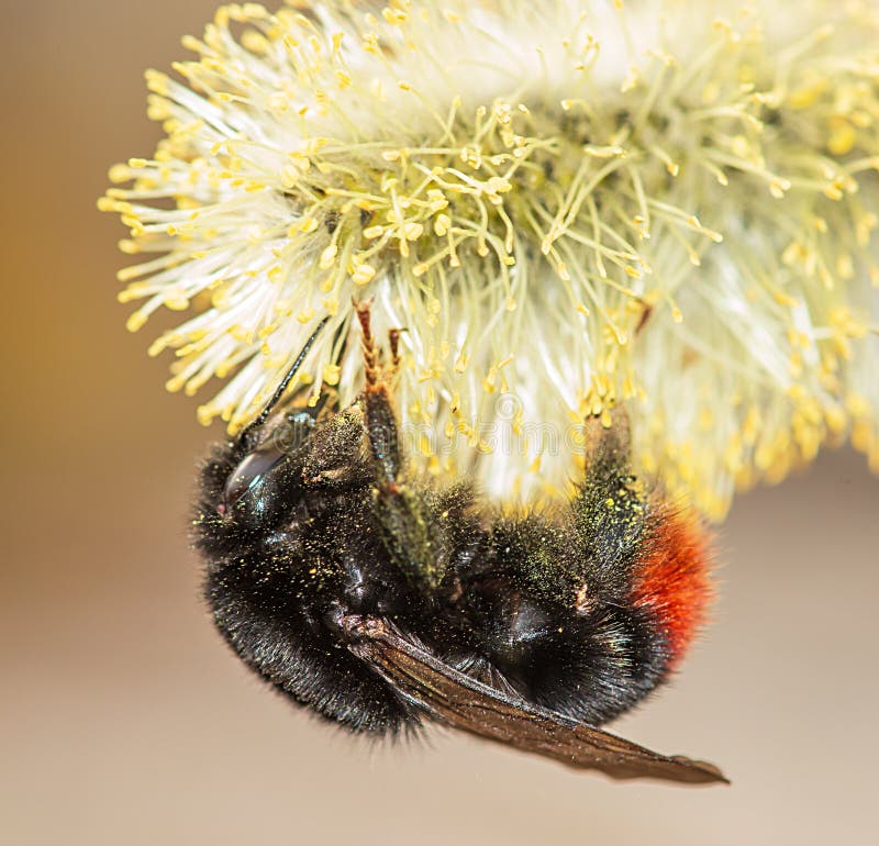 Fluffy Bumblebee on a Flower with Pollen Stock Photo - Image of pollen ...