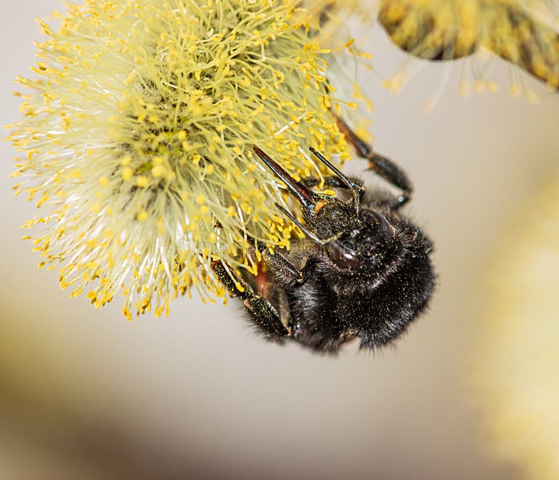 Fluffy Bumblebee on a Flower with Pollen Stock Photo - Image of paws ...