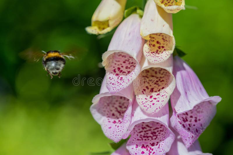 Fluffy Bumblebee Flying Past Foxglove Isolated on a Blurred Background ...
