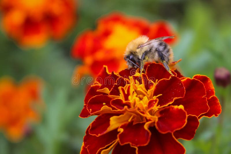 A Fluffy Bumblebee Sits on a Flower. Stock Image - Image of green ...