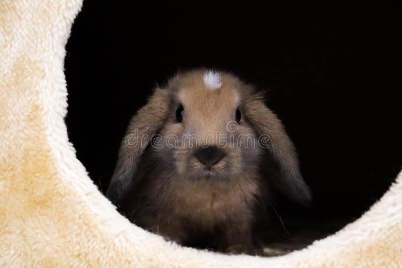 Fluffy bunny stock photo. Image of rodents, lump, fluffy - 256060612