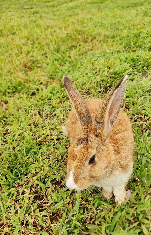 Fluffy Bunny in the Garden – Lockscreen Aesthetic Stock Image - Image ...