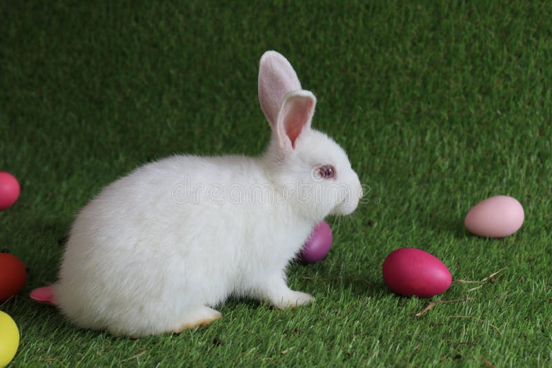 Fluffy Bunny Rabbit on Green Yard Stock Image - Image of farm, cuddly ...