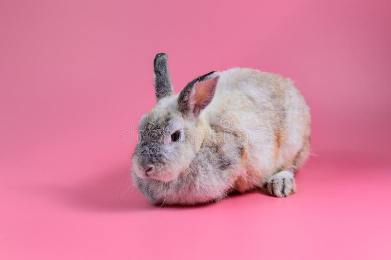 Fluffy Bunny Sit on Clean Pink Background, Rabbit Mature Stock Photo ...