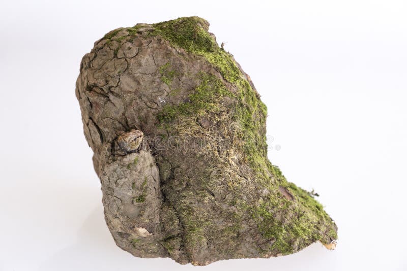 Fluffy Burl Formed in Spruce Wood Stock Image - Image of bump, tree ...