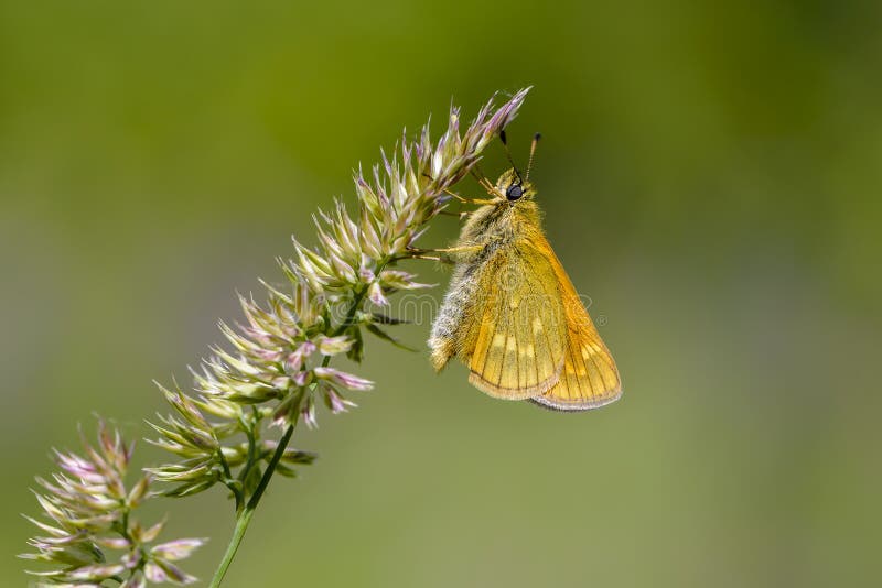 Fluffy Tit Butterfly stock image. Image of fluffy, flower - 232800257