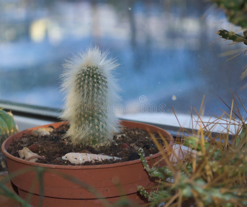 Fluffy cactus in a pot. stock photo. Image of house, appearance - 88165830