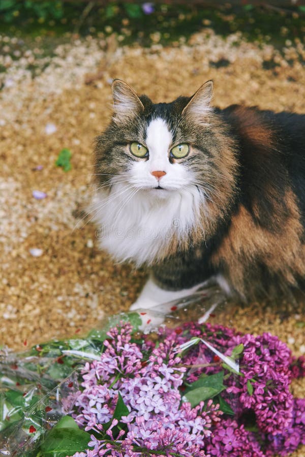 Fluffy Calico Cat with Spring Lilac Bouquet Stock Image - Image of ...