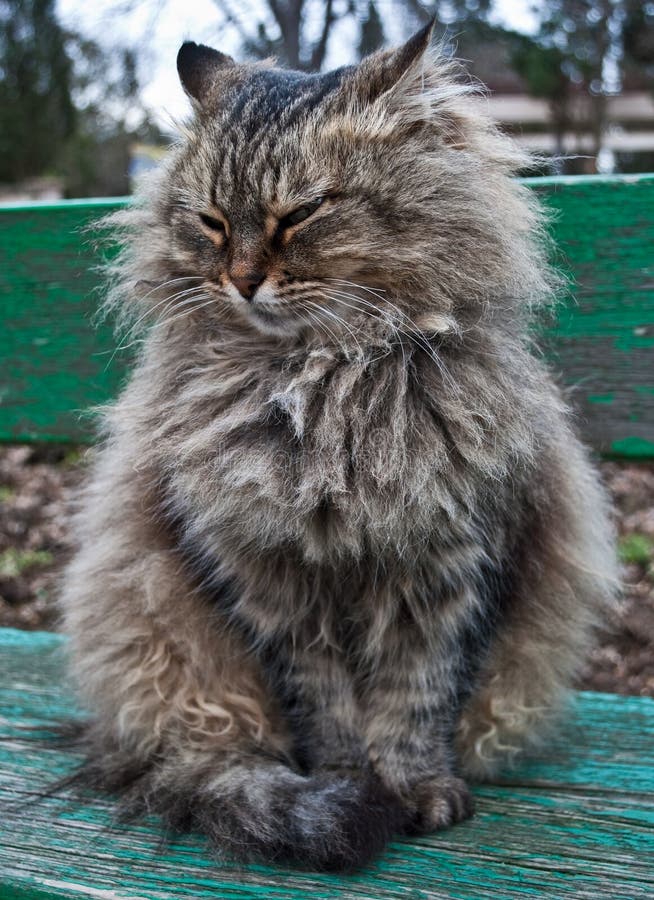Fluffy cat stock image. Image of kitten, chair, pets - 12610809