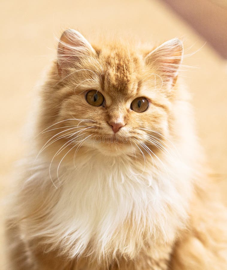 Fluffy cat stock photo. Image of cute, alertness, portrait - 53118236