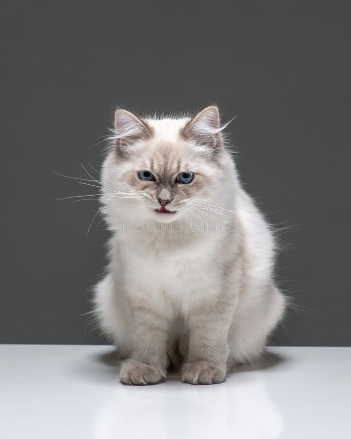 Fluffy Cat with Blue Eyes and Grumpy Face Studio Shot. Angry Neva ...