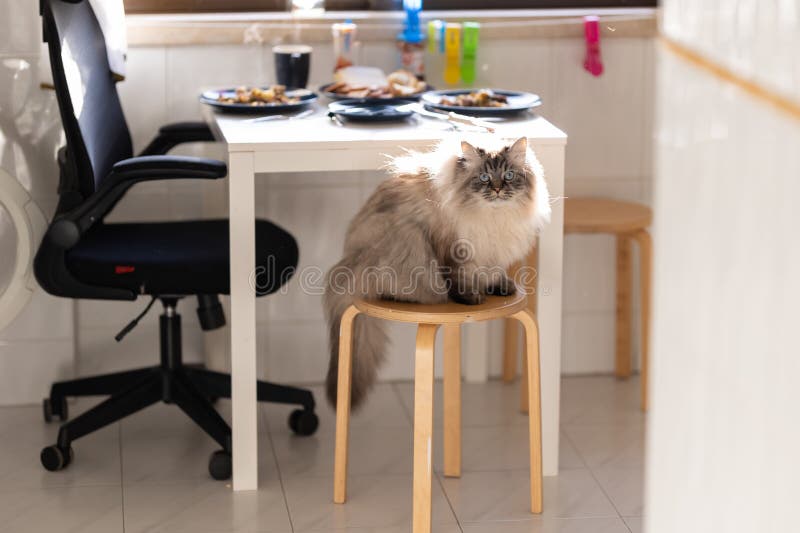 Fluffy Cat with Blue Eyes Sitting on a Stool in the Kitchen Stock Photo ...