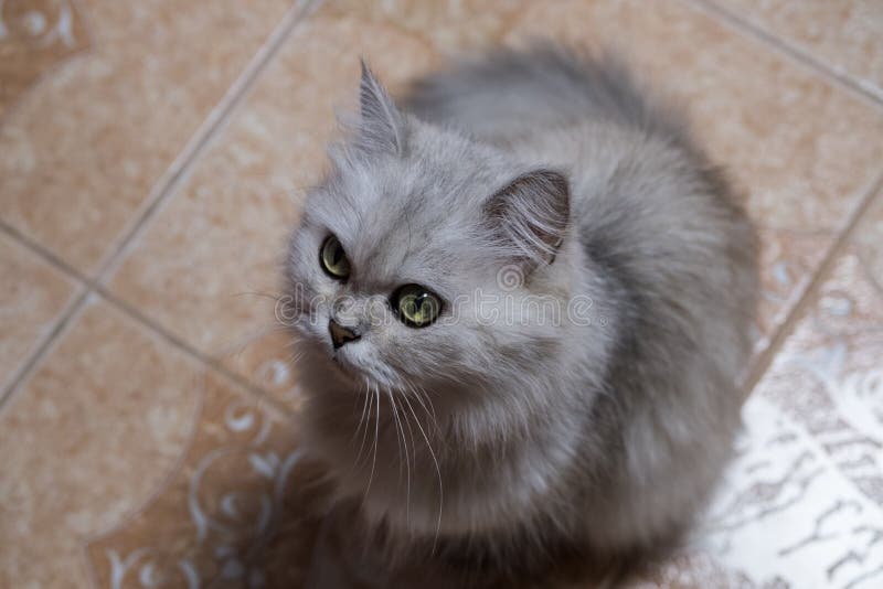 Fluffy Cat. Domestic White Cat. Cute Sad Gray Cat Stock Photo - Image ...