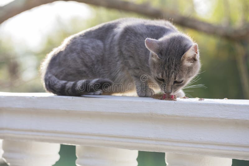 Fluffy Cat Eating Outside. Cat Eating Lunch in the Garden Stock Photo ...