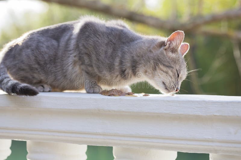 Fluffy Cat Eating Outside. Cat Eating Lunch in the Garden Stock Photo ...