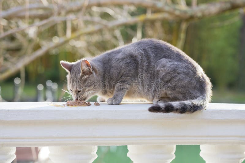 Fluffy Cat Eating Outside Lunch Garden Stock Photos - Free & Royalty ...
