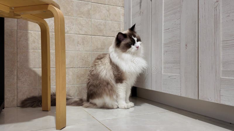 Fluffy Cat Explores Cozy Kitchen Space while Seeking Attention in a ...