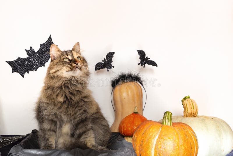 Fluffy Cat in Halloween Decor with the Copy Space for Your Text Stock ...