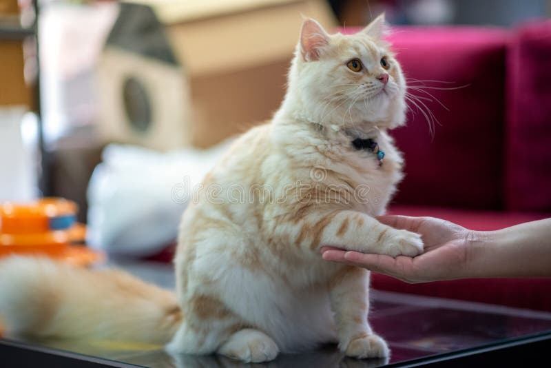 This Fluffy Cat Holds Hands Gently Stock Photo - Image of kitten, care ...