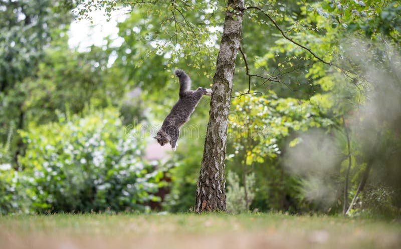 Cat jumping down off tree stock photo. Image of curiosity - 190126170