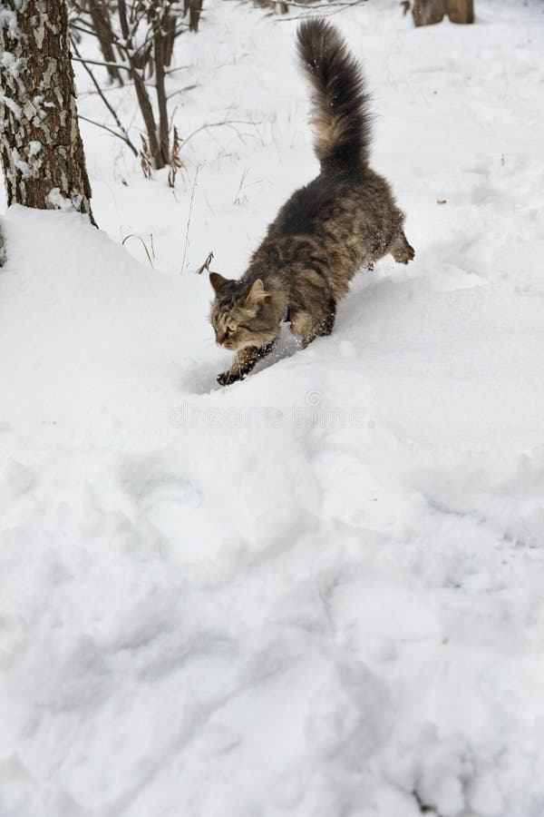 Fluffy Cat Jumping in the Snow Stock Photo - Image of furry, outdoors ...