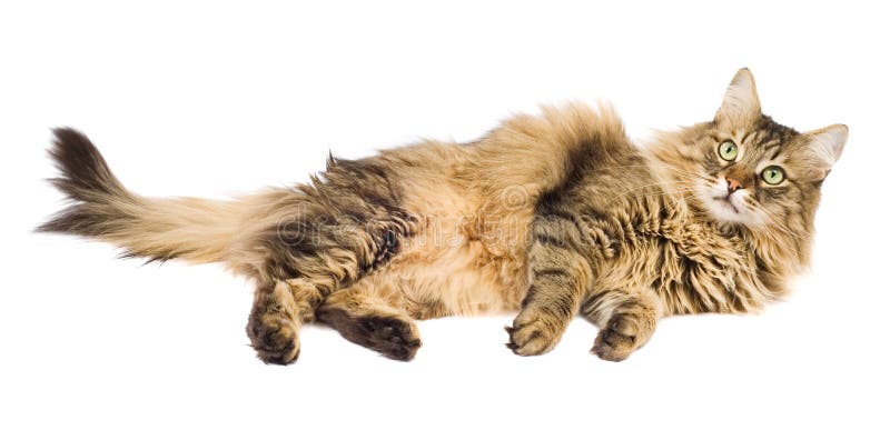 Fluffy cat laying isolated stock photo. Image of playful - 14653540
