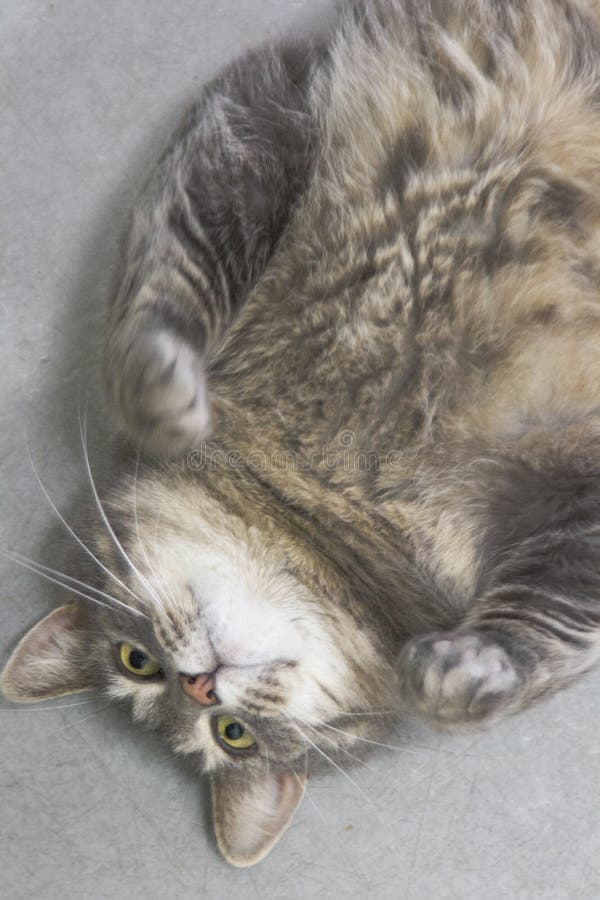 Fluffy Cat Laying on Its Back Looks Straight at the Camera Stock Image ...