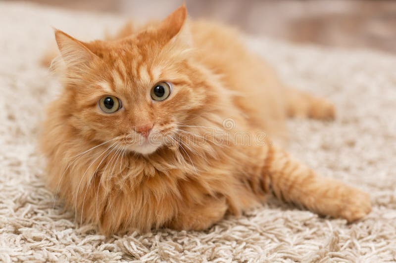 Fluffy cat stock image. Image of room, pussycat, nature - 35472643