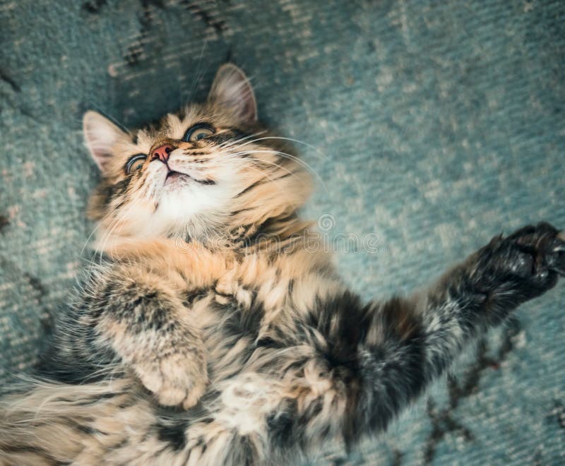 Fluffy Cat Lies Snugly on the Back, Top View Stock Photo - Image of ...