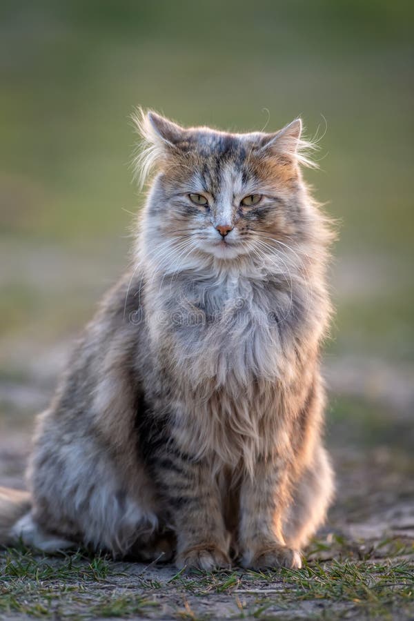 Fluffy Cat with Long Fur Sitting in a Grass Stock Photo - Image of ...