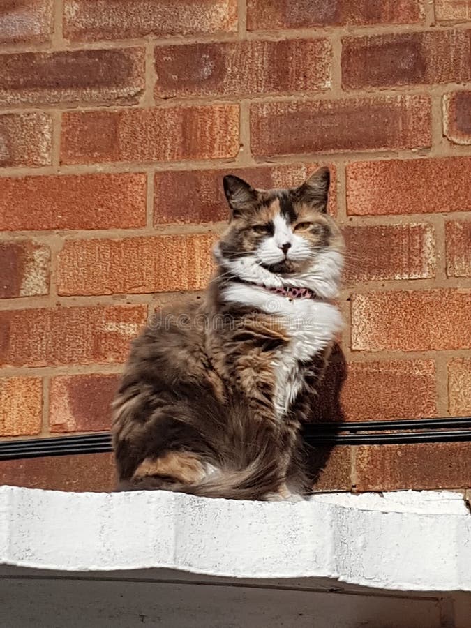 Proud wise cat stock image. Image of plotting, fluffy - 137710789