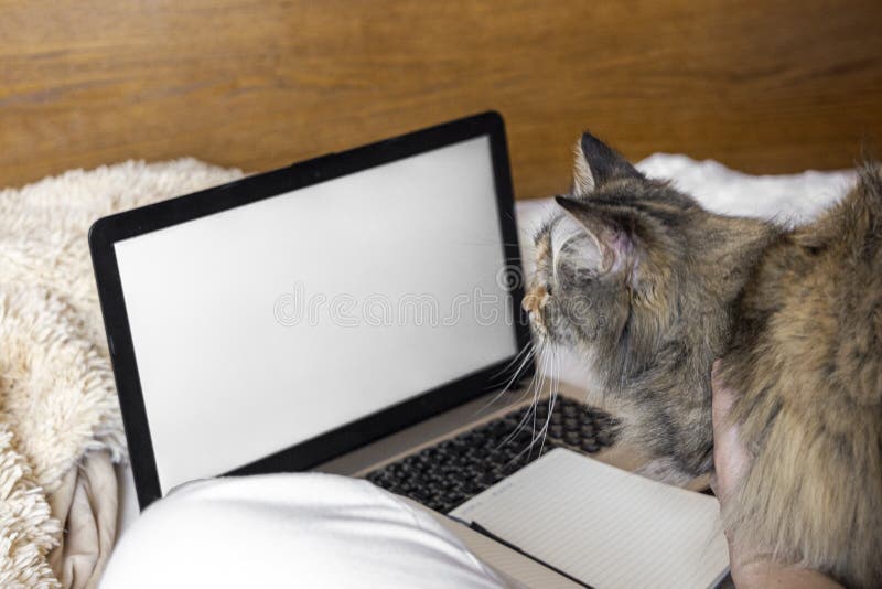 Fluffy Cat Looking on the Screen of the Laptop. Stock Photo - Image of ...
