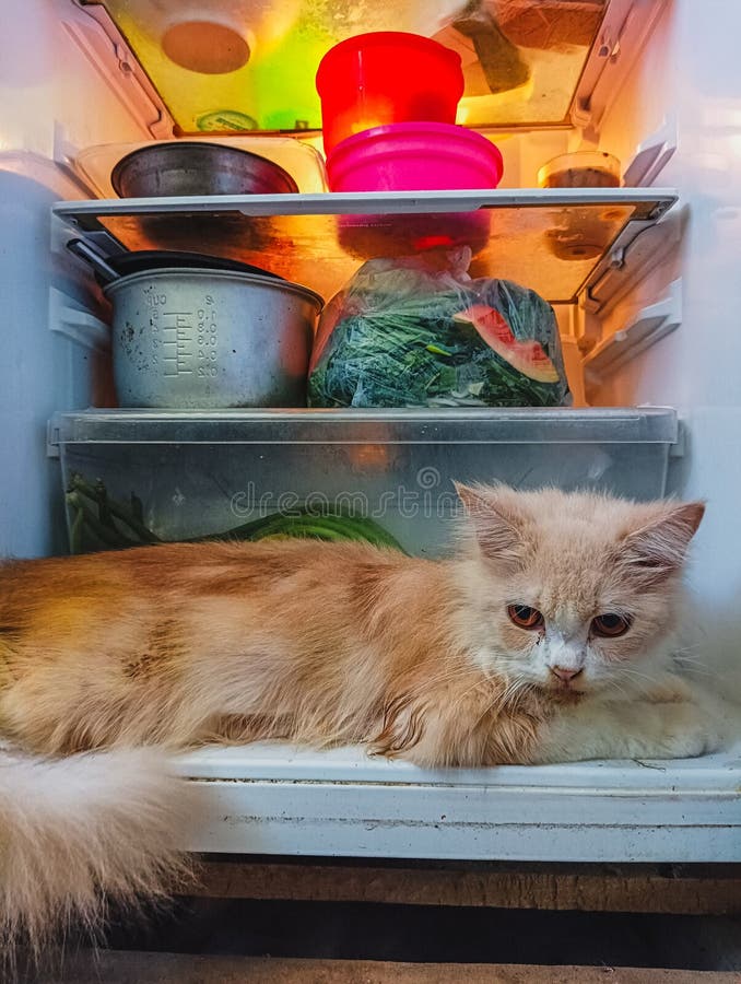 A Fluffy Cat Lying Inside an Open Refrigerator, Surrounded by Various ...
