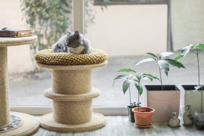 Fluffy Cat Lying on the Soft Stool in the Big Light Room with ...