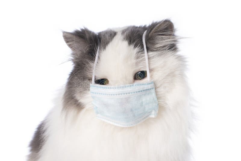Fluffy Cat in a Medi Mask on a White Isolated Background, Coronovirus ...
