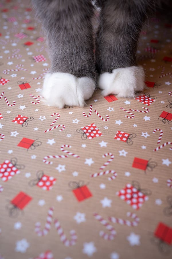Fluffy Cat Paws Standing on Christmas Wrapping Paper Stock Image ...