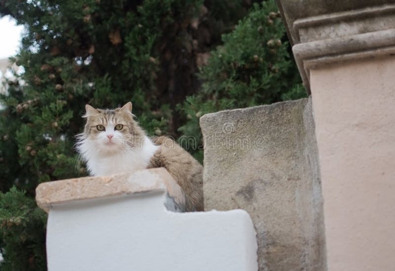 267 Cat Perching Stock Photos - Free & Royalty-Free Stock Photos from ...