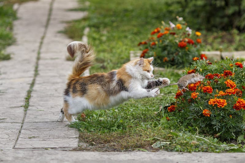 Cat Playing in the Garden with a Caught Rodent Rat Bouncing High and ...