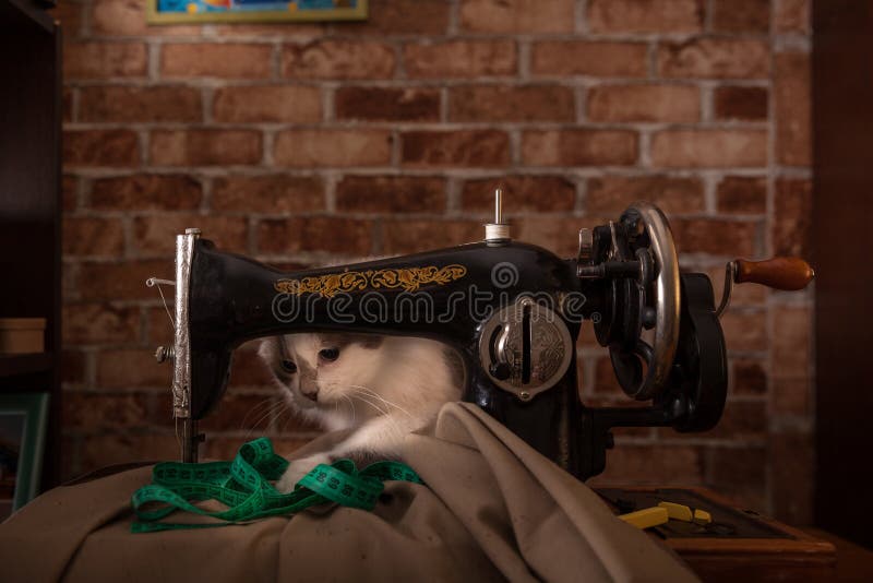 Fluffy Cat Plays and Steals Green Measuring Tape. Old Sewing Machine ...