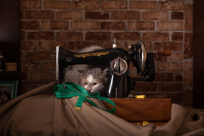 Fluffy Cat Plays and Steals Green Measuring Tape. Old Sewing Machine ...
