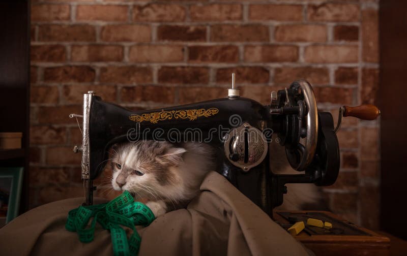 Fluffy Cat Plays and Steals Green Measuring Tape. Old Sewing Machine ...