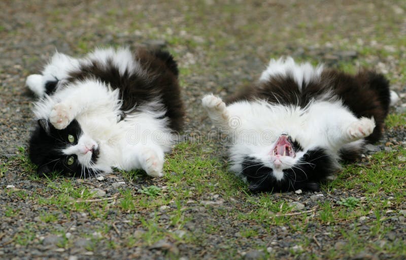 Fluffy cat roll over stock image. Image of domestic, roll - 16573309