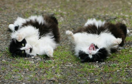 Fluffy cat roll over stock image. Image of domestic, roll - 16573309