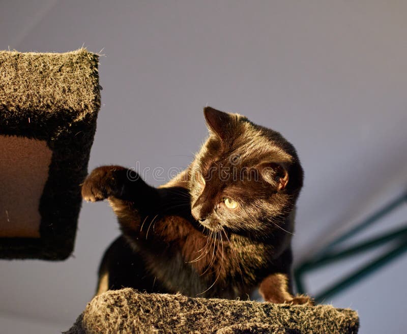 Fluffy Cat Sharpening Its Claws on a Rough Surface Stock Photo - Image ...