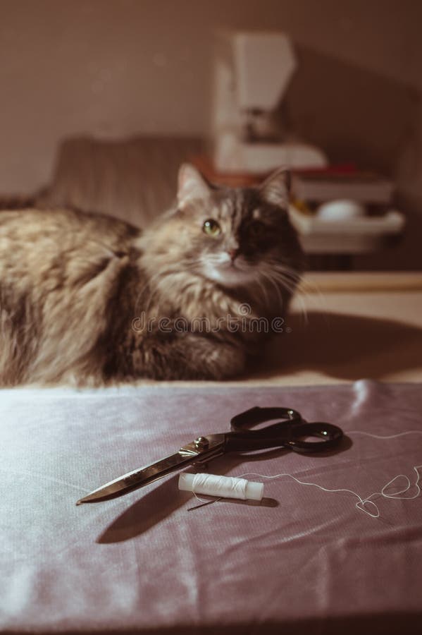 Fluffy Cat, Shiny Fabric and Scissors on Table Stock Image - Image of ...
